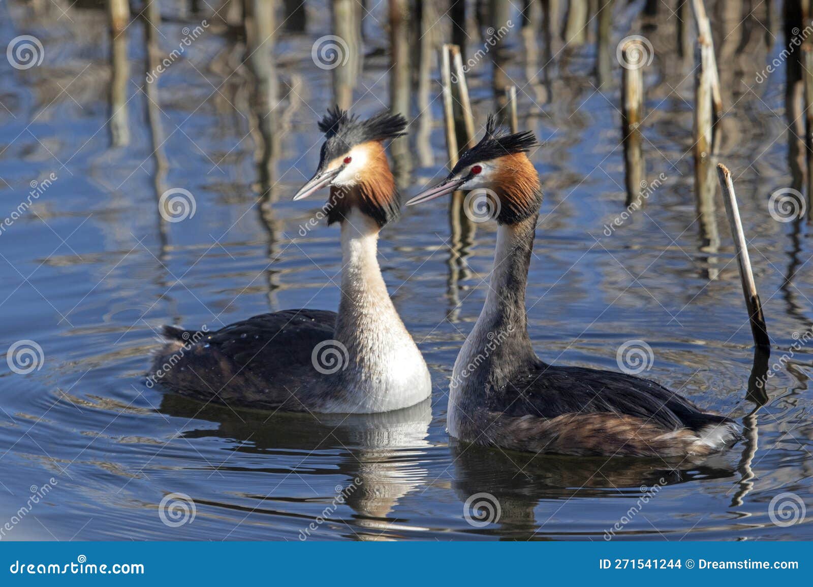 Great Crested Grebe Courtship Ritual Stock Photo - Image of feather ...