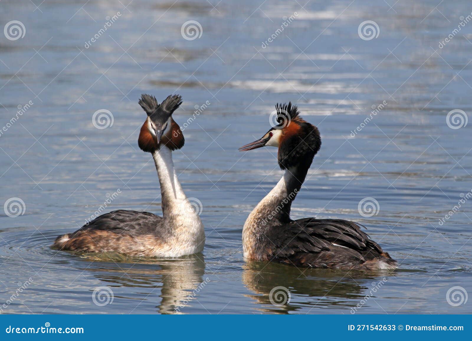 Great Crested Grebe Courtship Ritual Stock Image - Image of ...