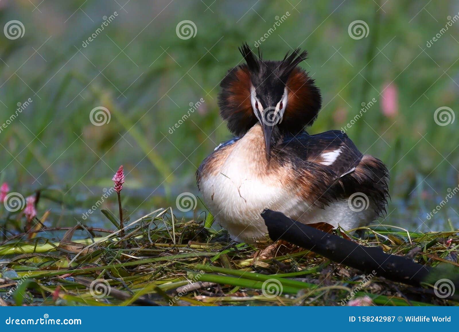 Great Crested Grebe, Podiceps Cristatus, on the Nest Stock Image ...