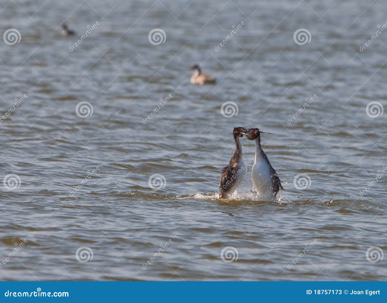 Great Crested Grebe´s Mating Dance Stock Image - Image of llobregat ...