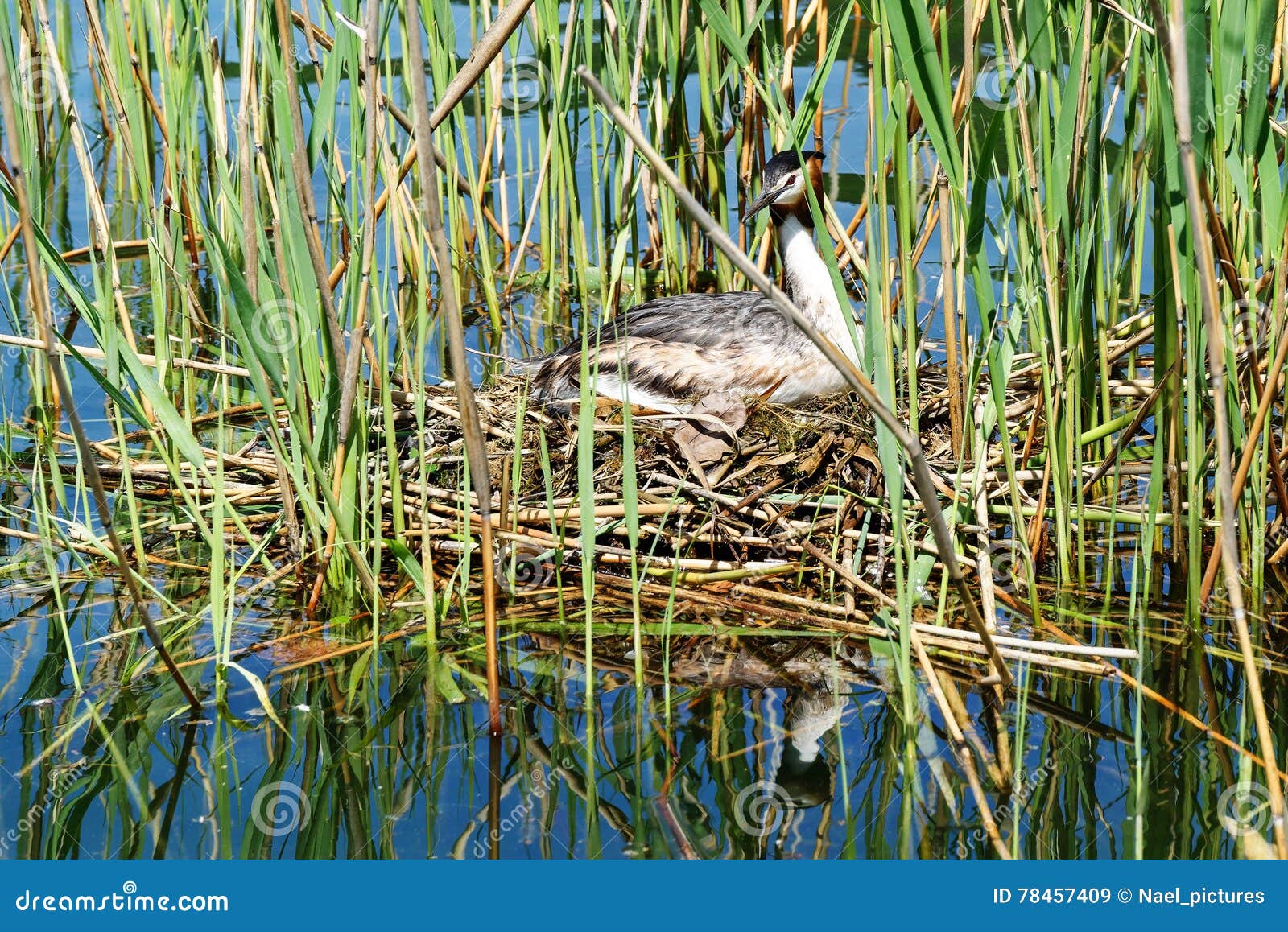 Great Crested Grebe Sitting on Its Eggs Stock Image - Image of wings ...