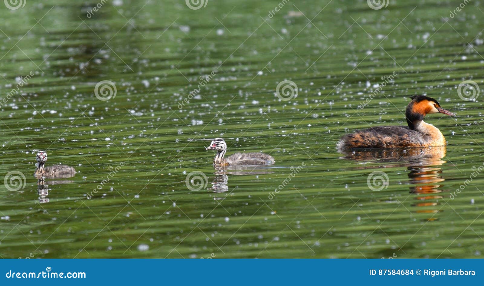 Great Crested Grebe with Two Chicks Stock Photo - Image of grebe, great ...