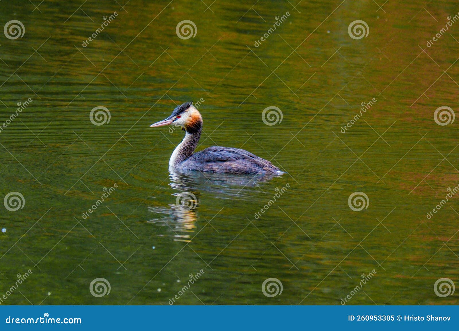 Great Crested Grebe.water Bird. Natural River Scenery Stock Image ...