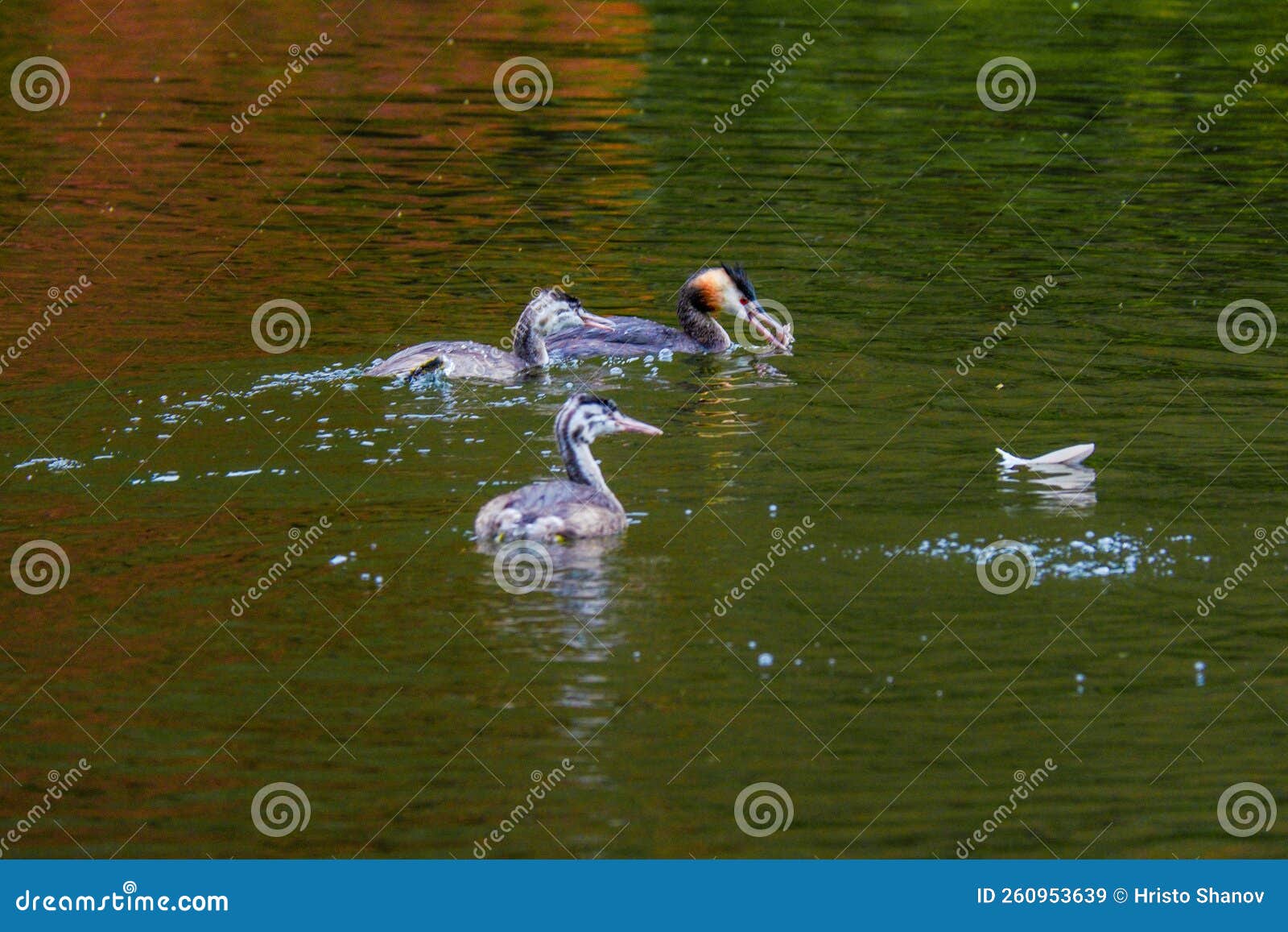Great Crested Grebe.water Bird. Natural River Scenery Stock Image ...