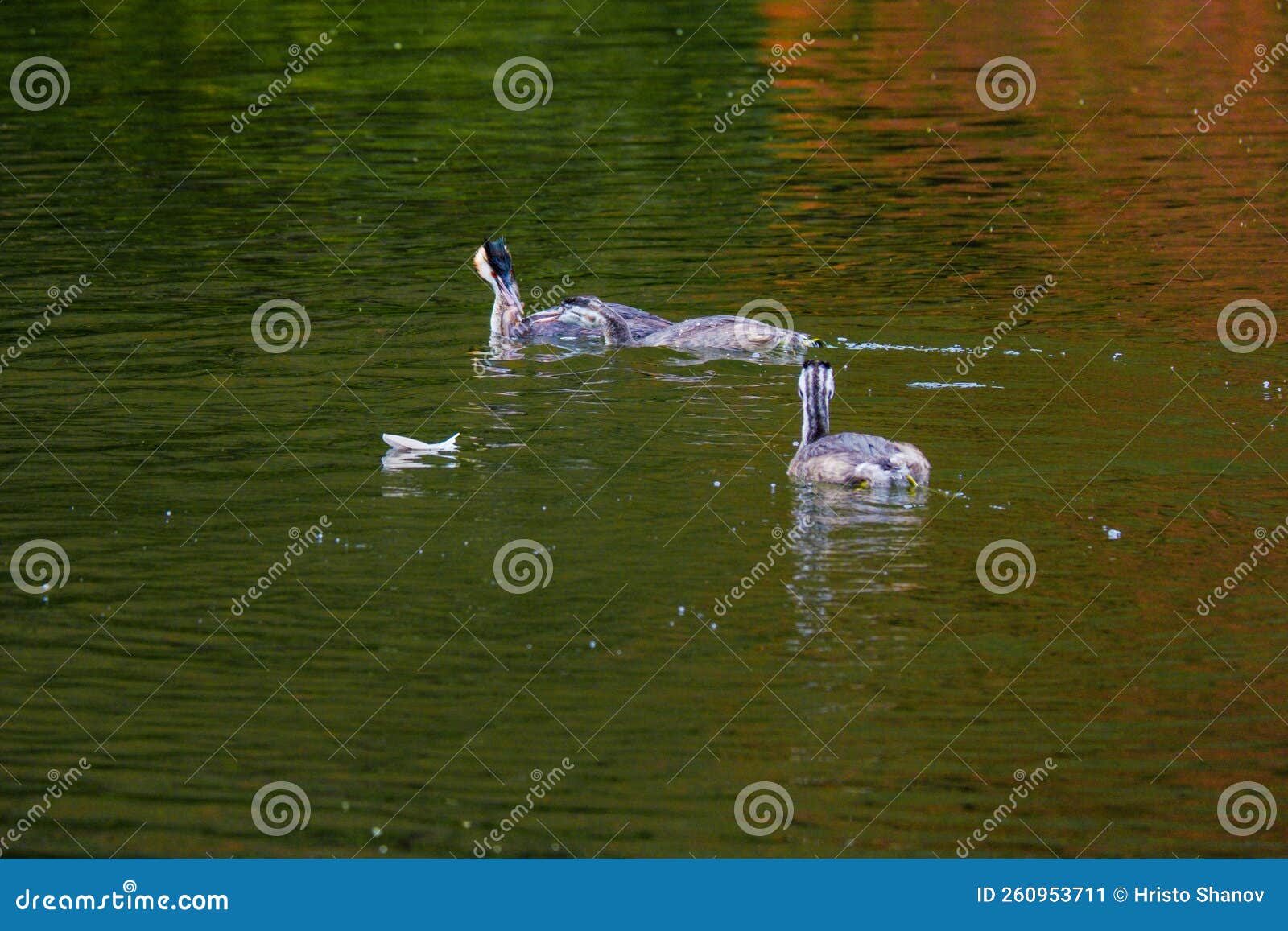 Great Crested Grebe.water Bird. Natural River Scenery Stock Image ...