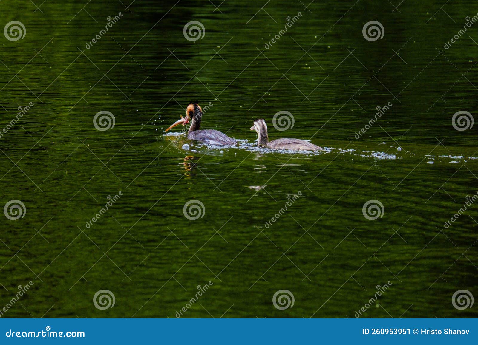 Great Crested Grebe.water Bird. Natural River Scenery Stock Image ...