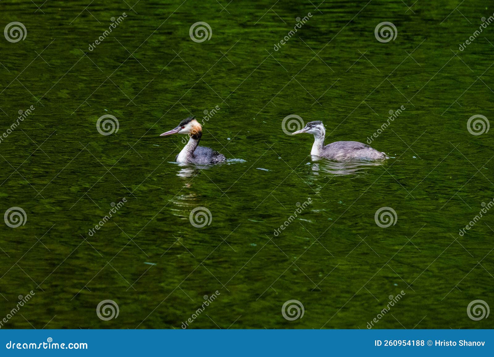 Great Crested Grebe.water Bird. Natural River Scenery Stock Photo ...