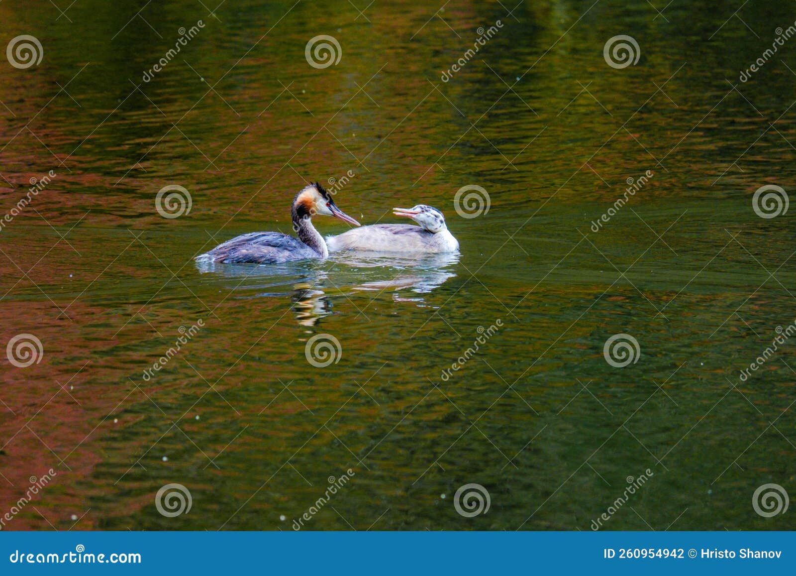 Great Crested Grebe.water Bird. Natural River Scenery Stock Photo ...