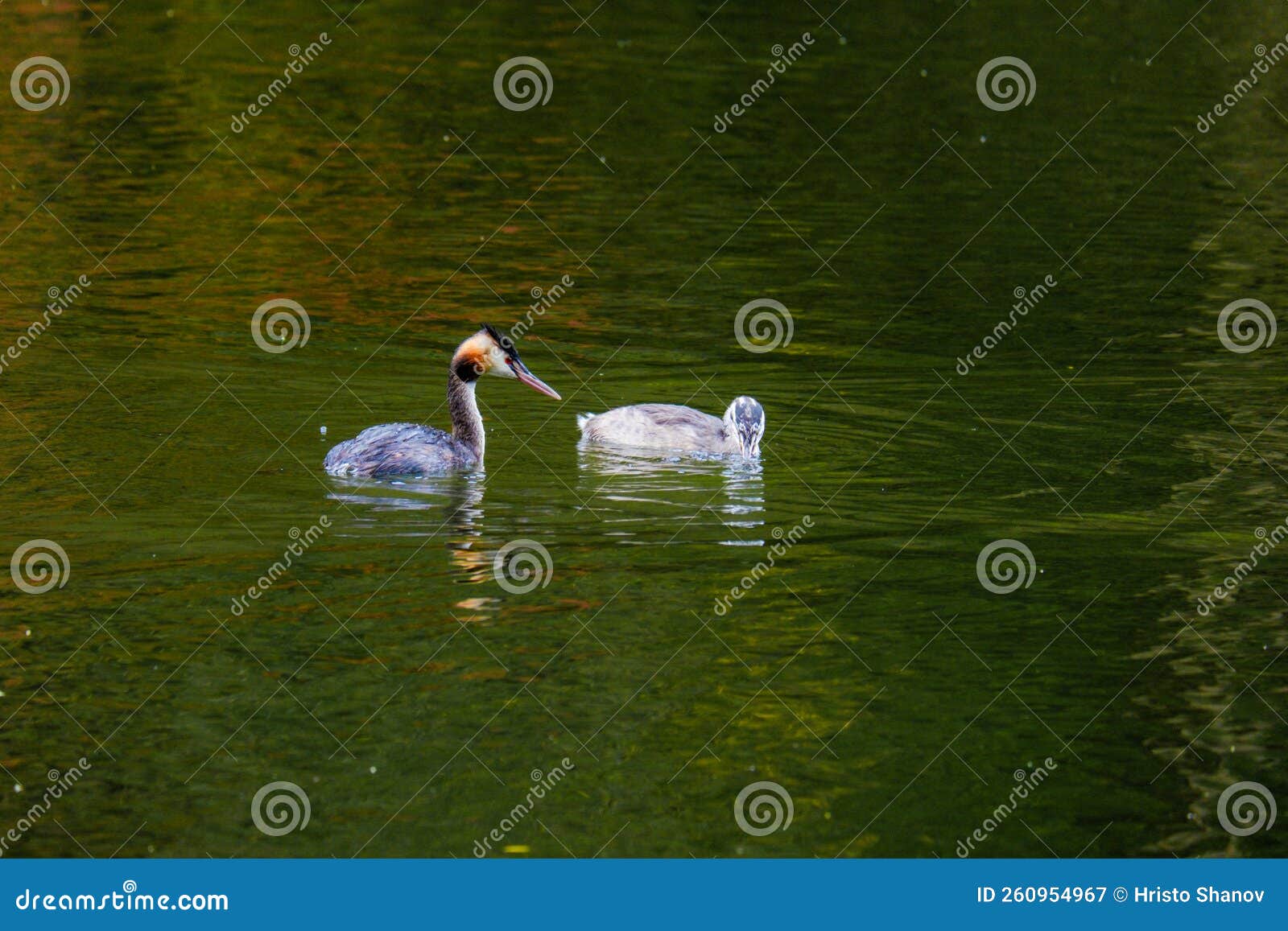 Great Crested Grebe.water Bird. Natural River Scenery Stock Image ...