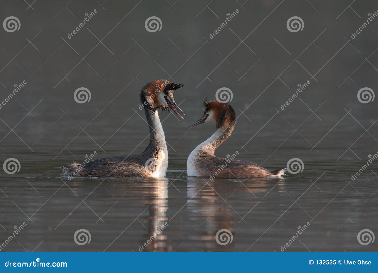 Great crested grebes stock image. Image of fowl, nature - 132535