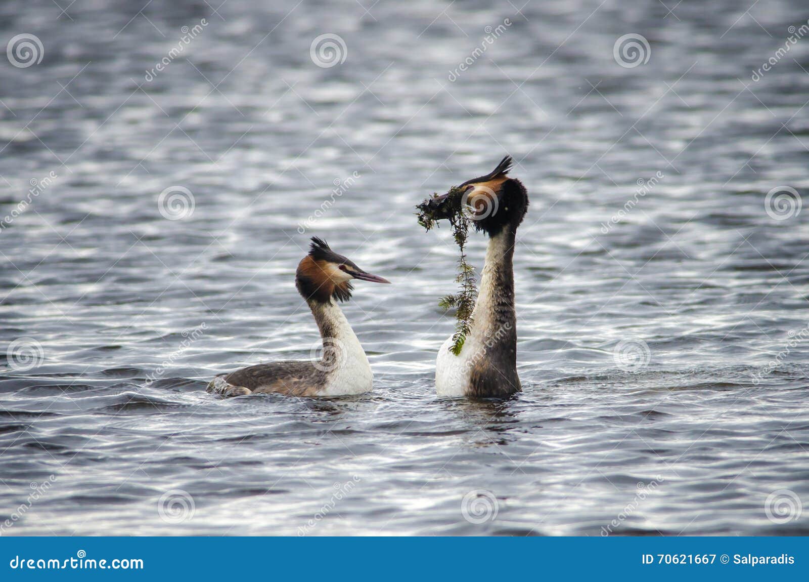 Great Crested Grebes Courtship Stock Image - Image of cristatus ...