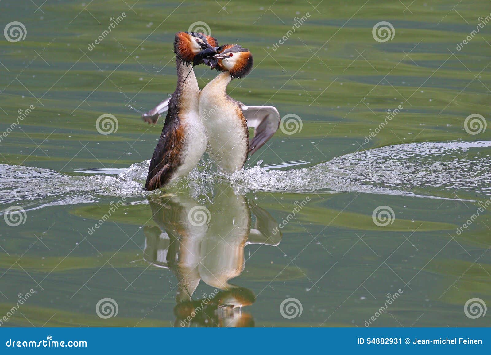 Great Crested Grebes Mating Dance Stock Image - Image of birdwatching ...