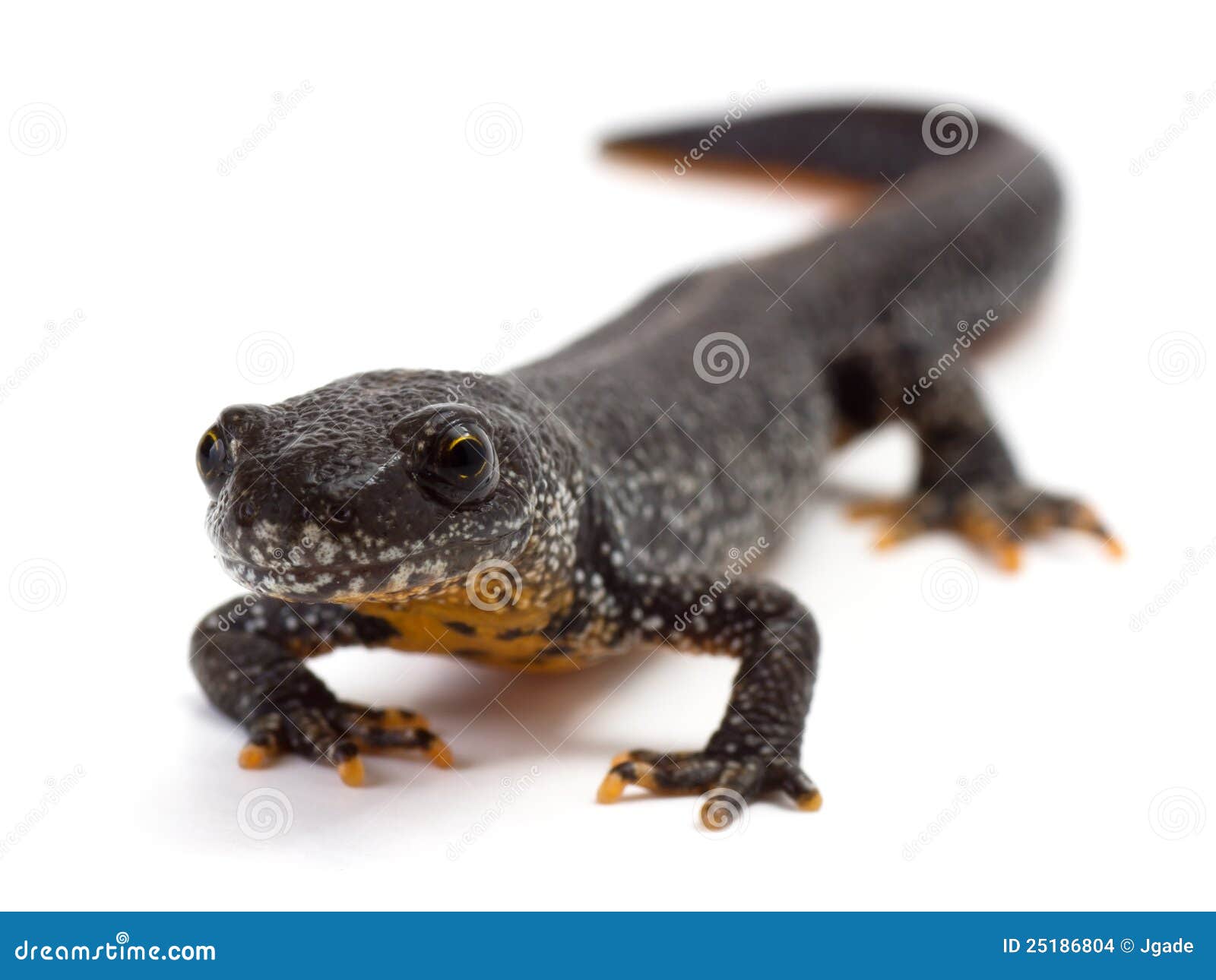 Crested Newt Or Water Dragon Stock Photography | CartoonDealer.com ...