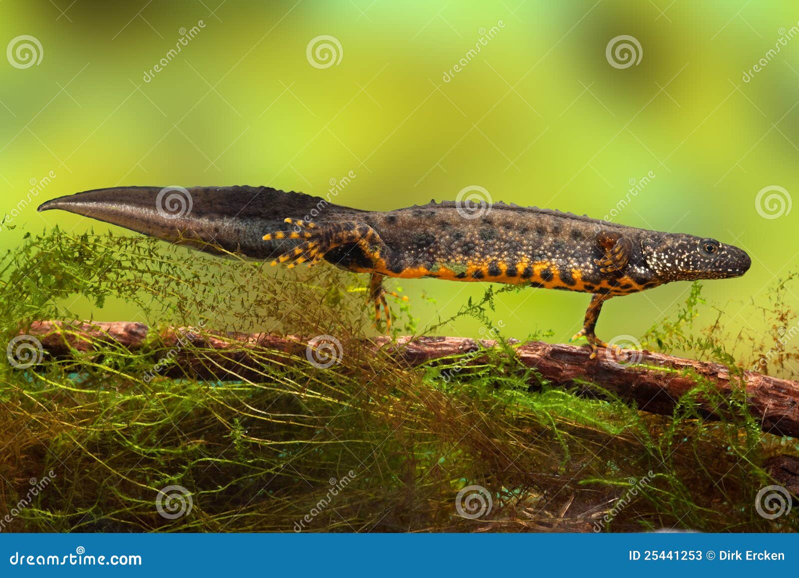 Great Crested Newt or Water Dragon Stock Image - Image of amphibians ...