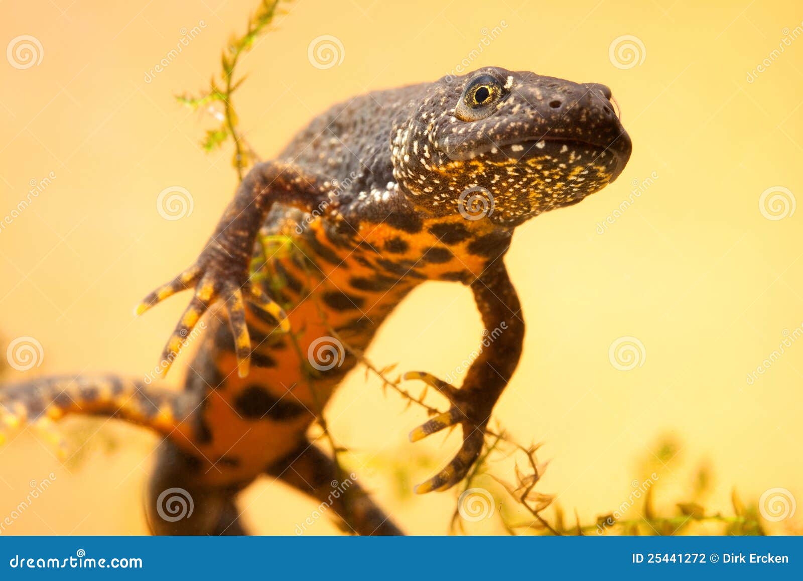 Great Crested Newt or Water Dragon Stock Photo - Image of male, pond ...