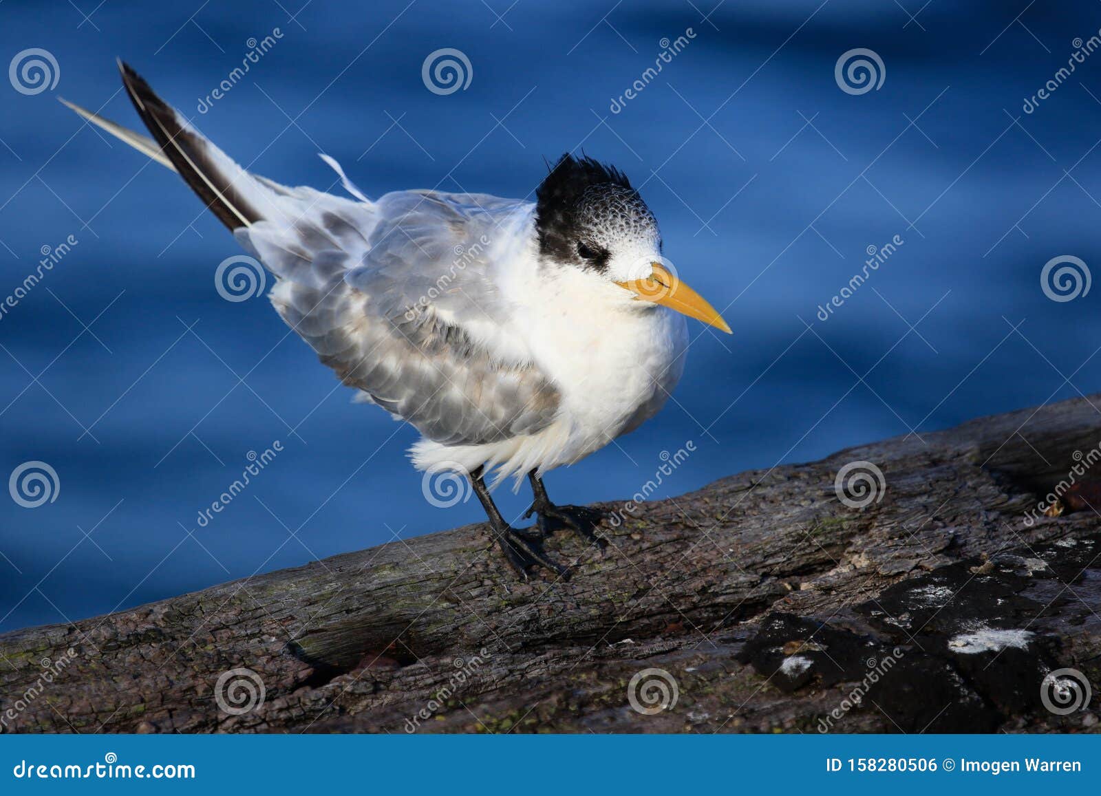 Great Crested Tern in Australia Stock Photo - Image of close, birds ...