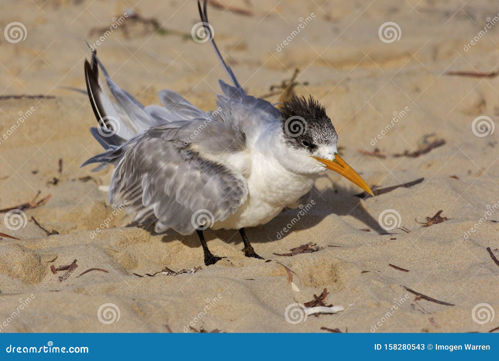 Great Crested Tern in Australia Stock Image - Image of great ...