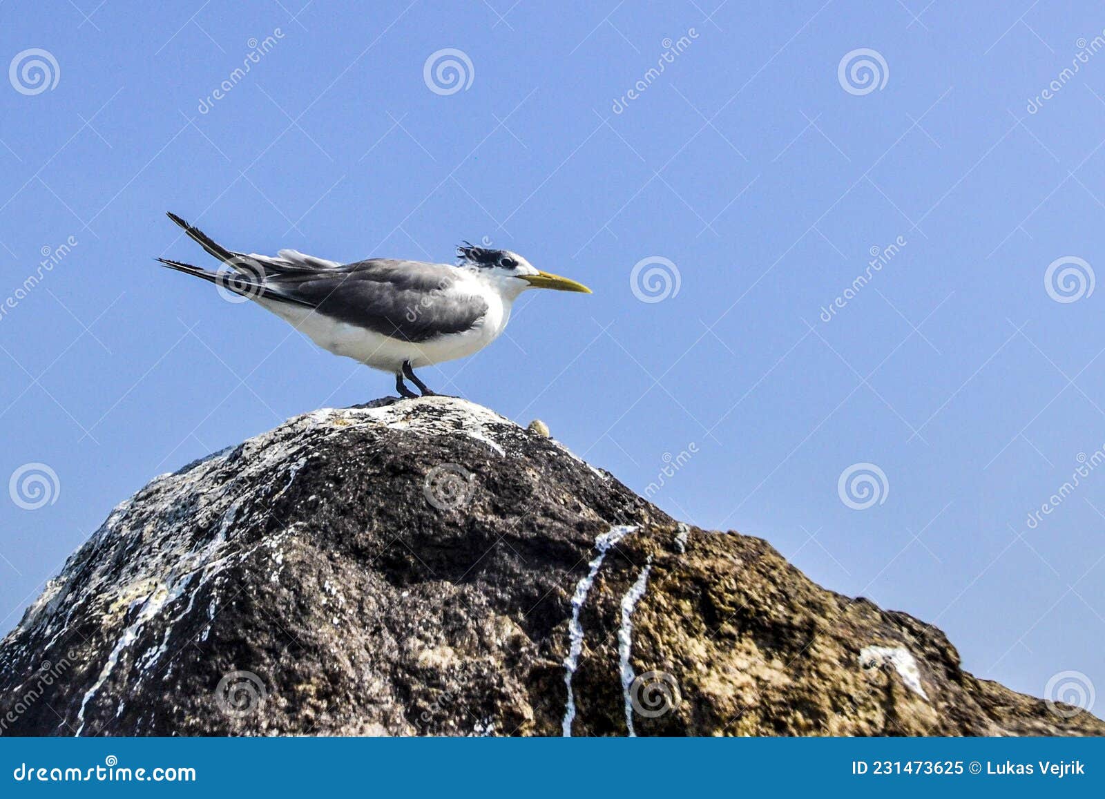 Great Crested Tern in Coast of Sri Lanka Stock Image - Image of bird ...