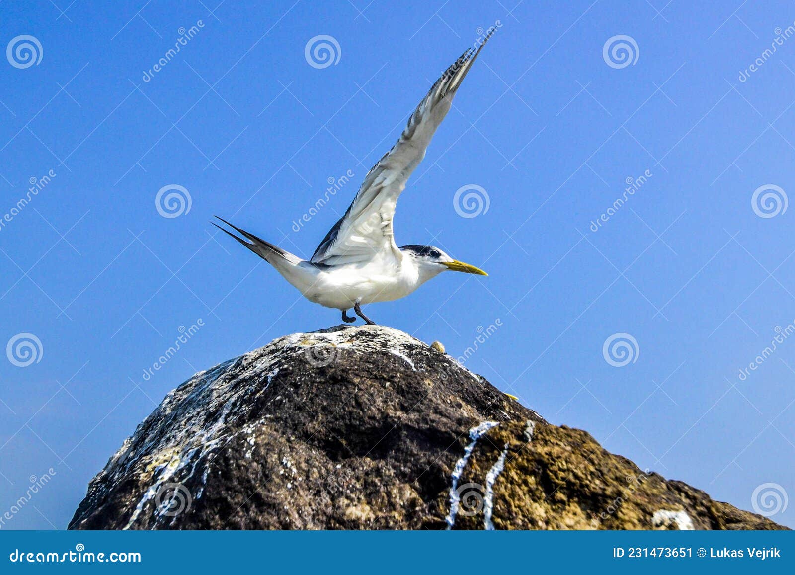Great Crested Tern in Coast of Sri Lanka Stock Image - Image of ...