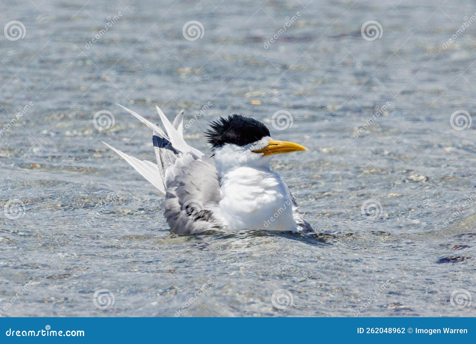 Great Crested Tern in Western Australia Stock Photo - Image of bird ...