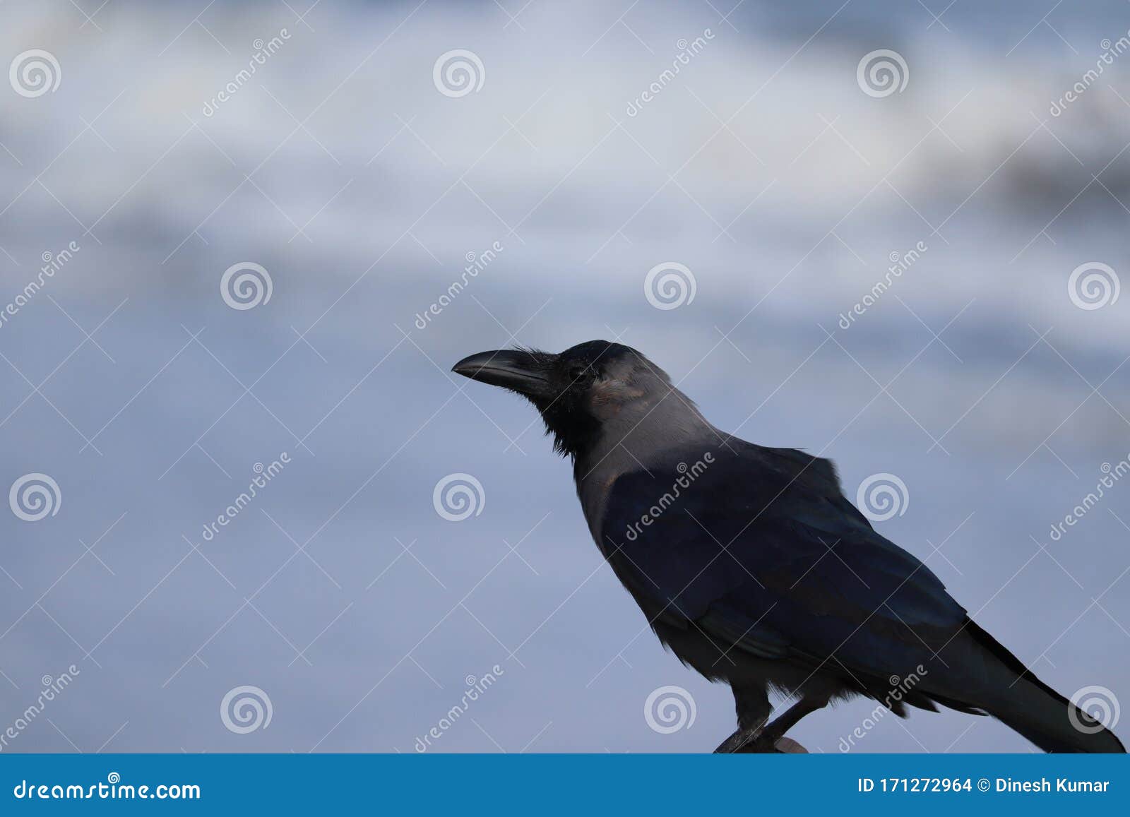 The great crow on beach stock photo. Image of common - 171272964