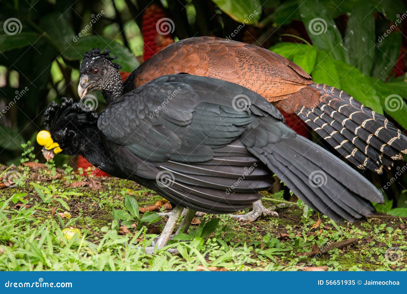 Great Curassow stock image. Image of rican, beak, tropics - 56651935