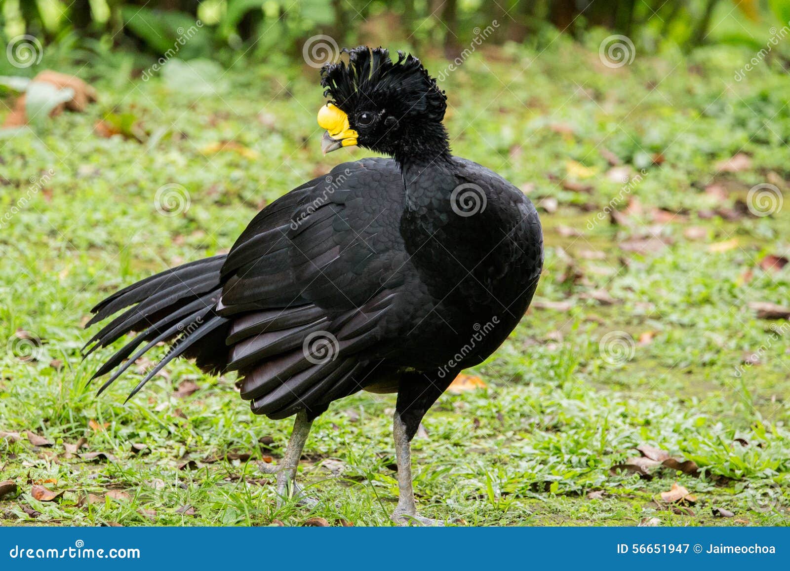 Great Curassow stock image. Image of rica, tropic, bird - 56651947