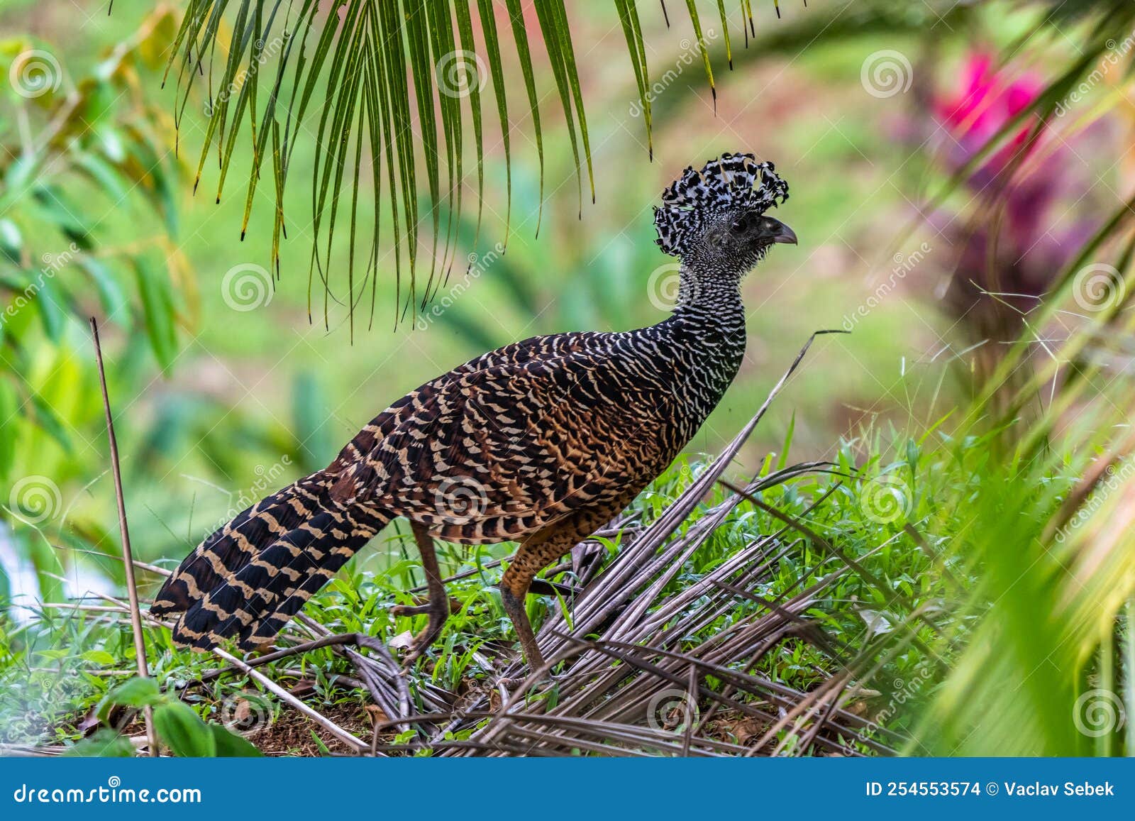 The Great Curassow Crax Rubra Stock Photo - Image of galliformes ...