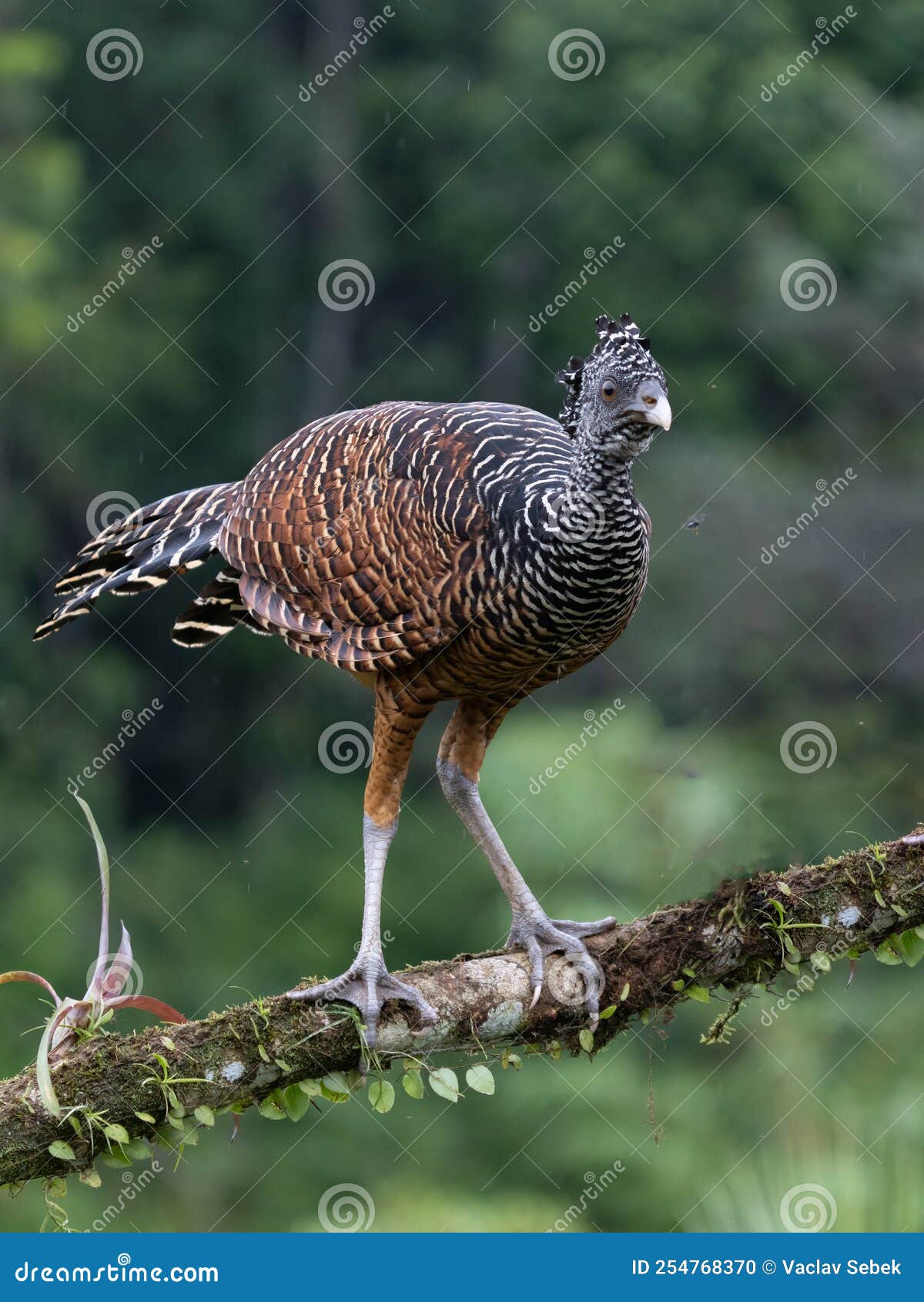 The Great Curassow Crax Rubra Stock Photo - Image of colombia, animal ...