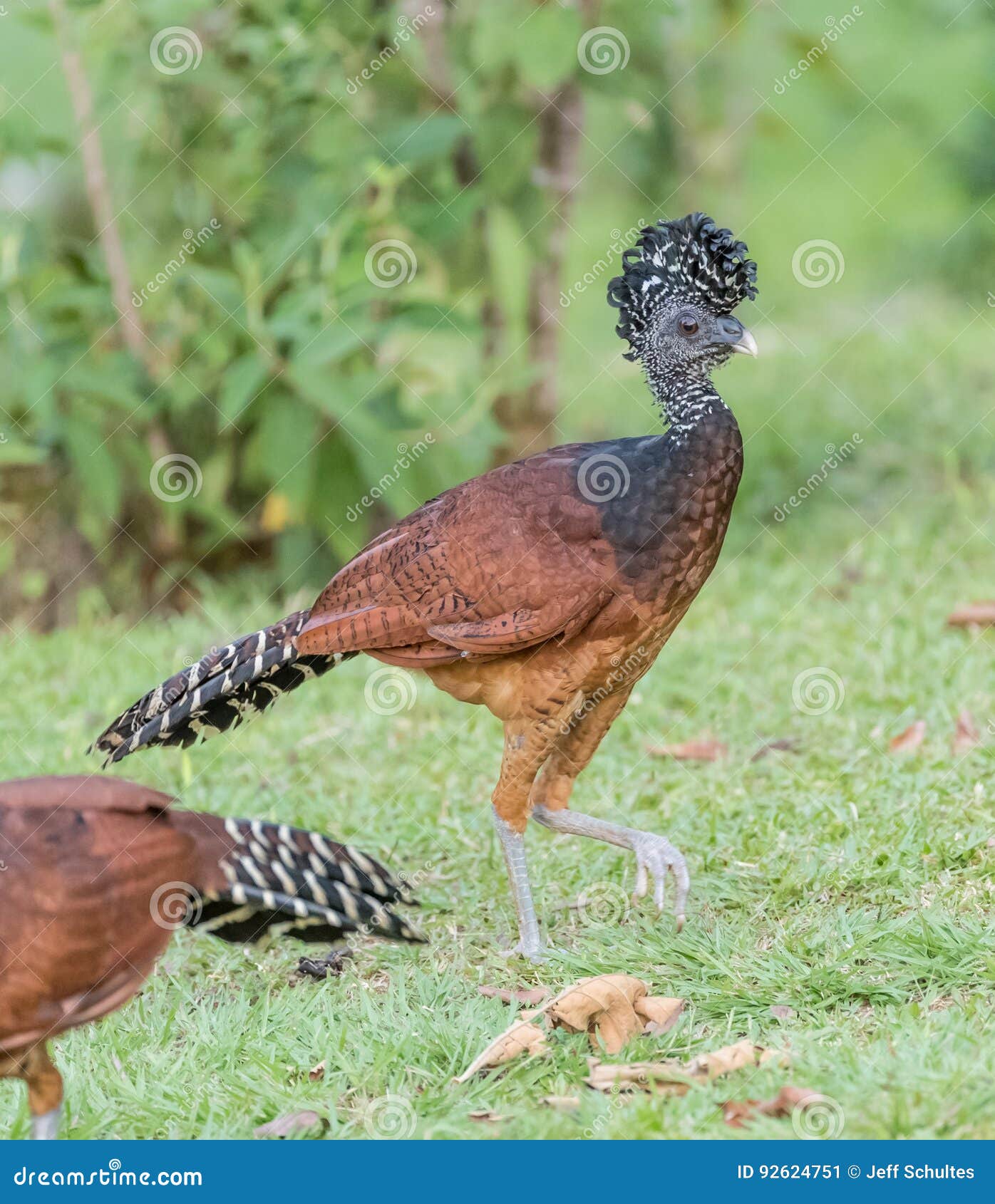 Great Curassow stock image. Image of lagarto, birds, curassow - 92624751