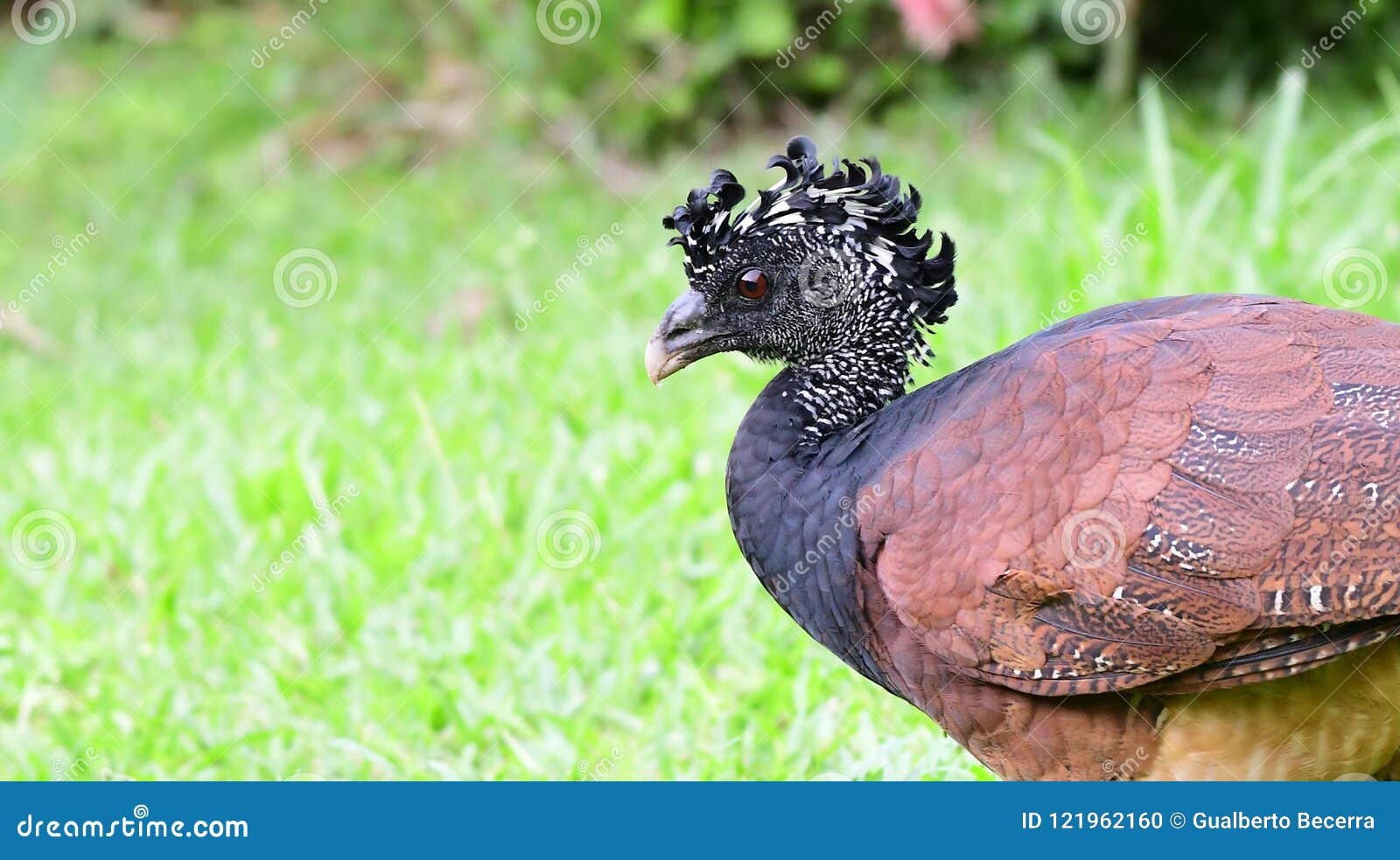 Great Curassow Female stock photo. Image of wildlife - 121962160