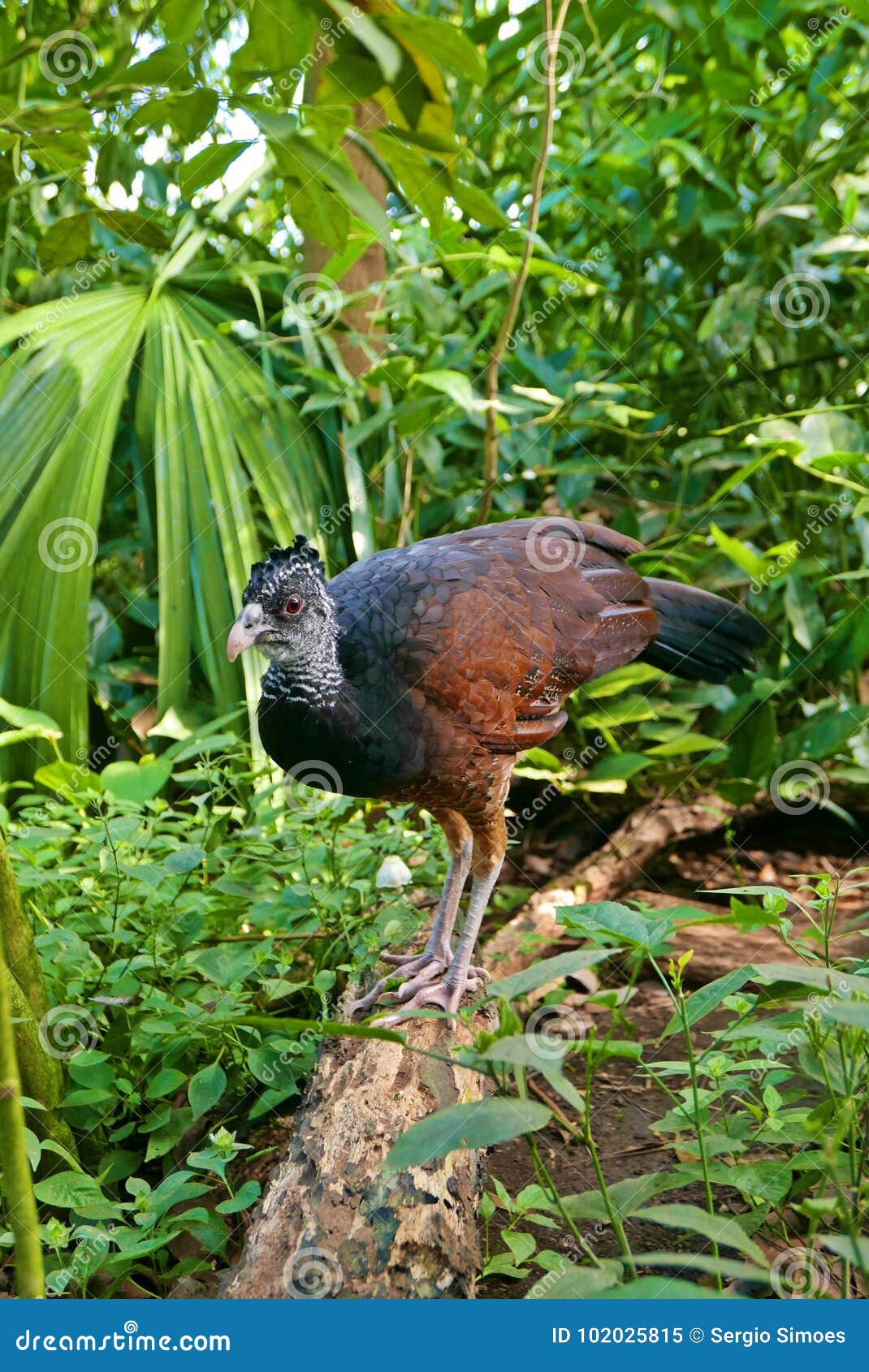 Great Curassow stock image. Image of northwestern, laguna - 102025815