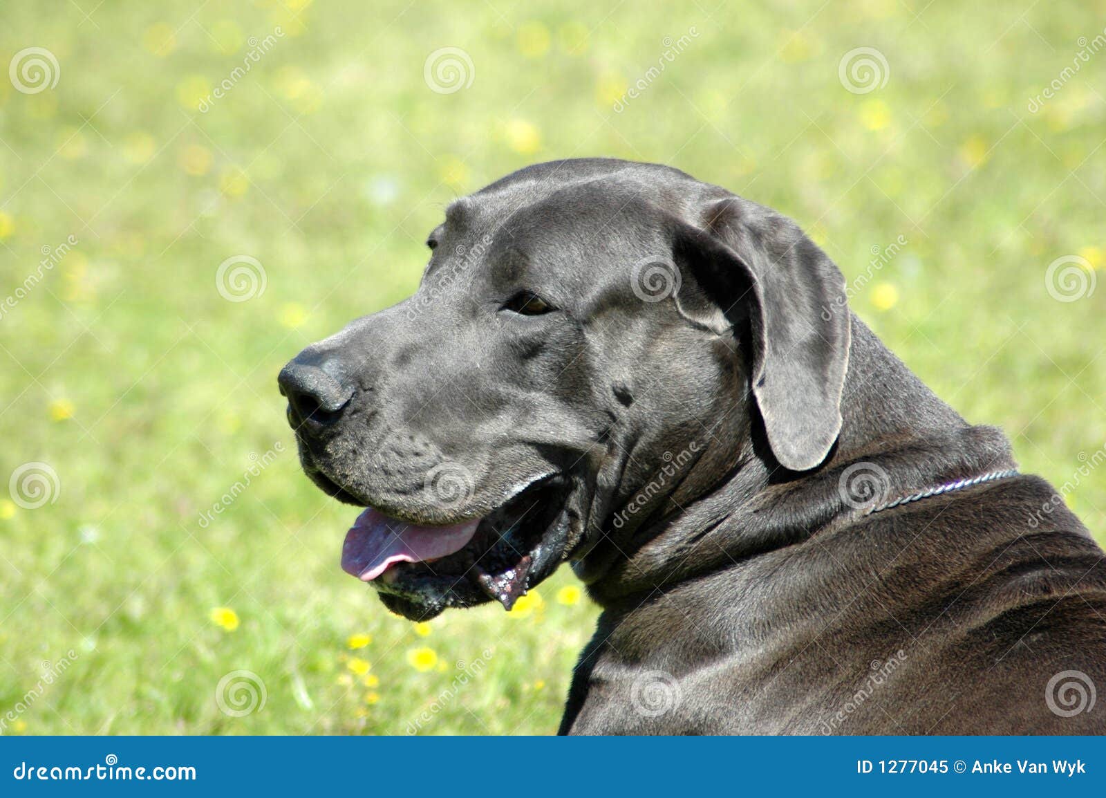Great Dane stock image. Image of bred, adult, expressions - 1277045