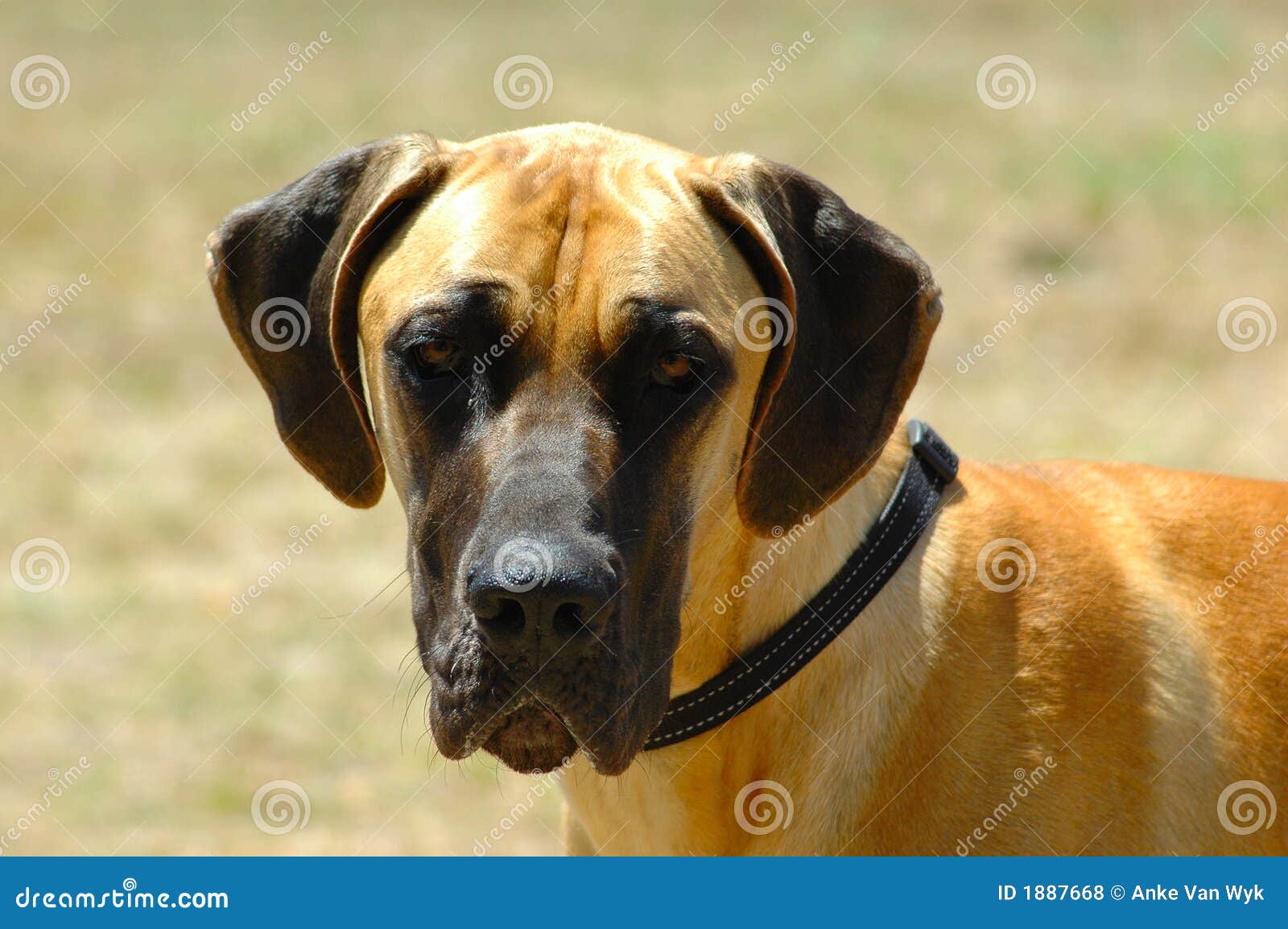 Great Dane stock photo. Image of faces, ears, dogs, face - 1887668