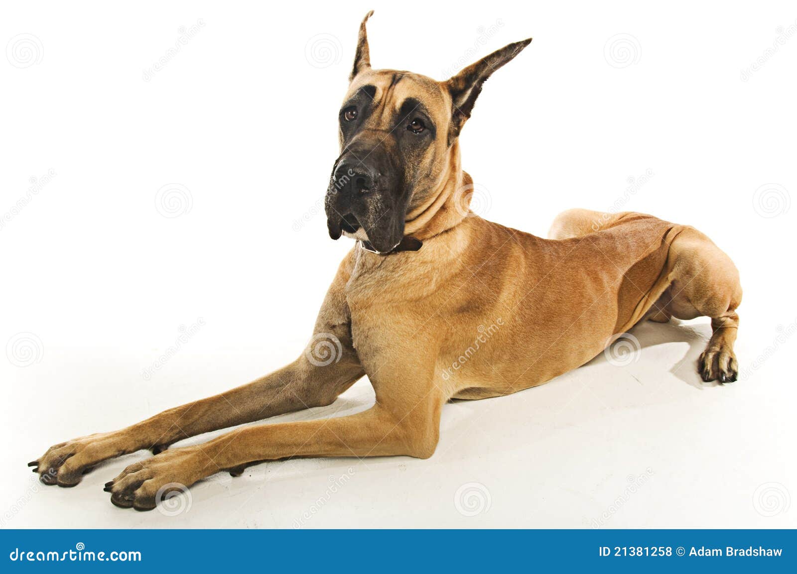 Great Dane stock photo. Image of pure, tail, dane, cute - 21381258