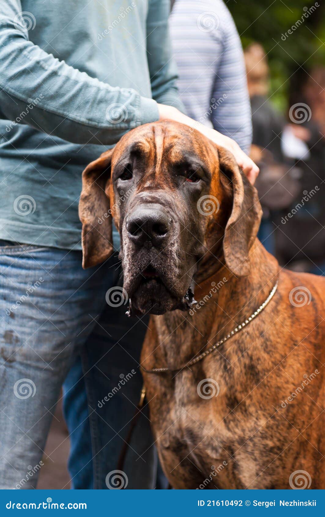 Great Dane stock photo. Image of furry, great, dane, nature - 21610492