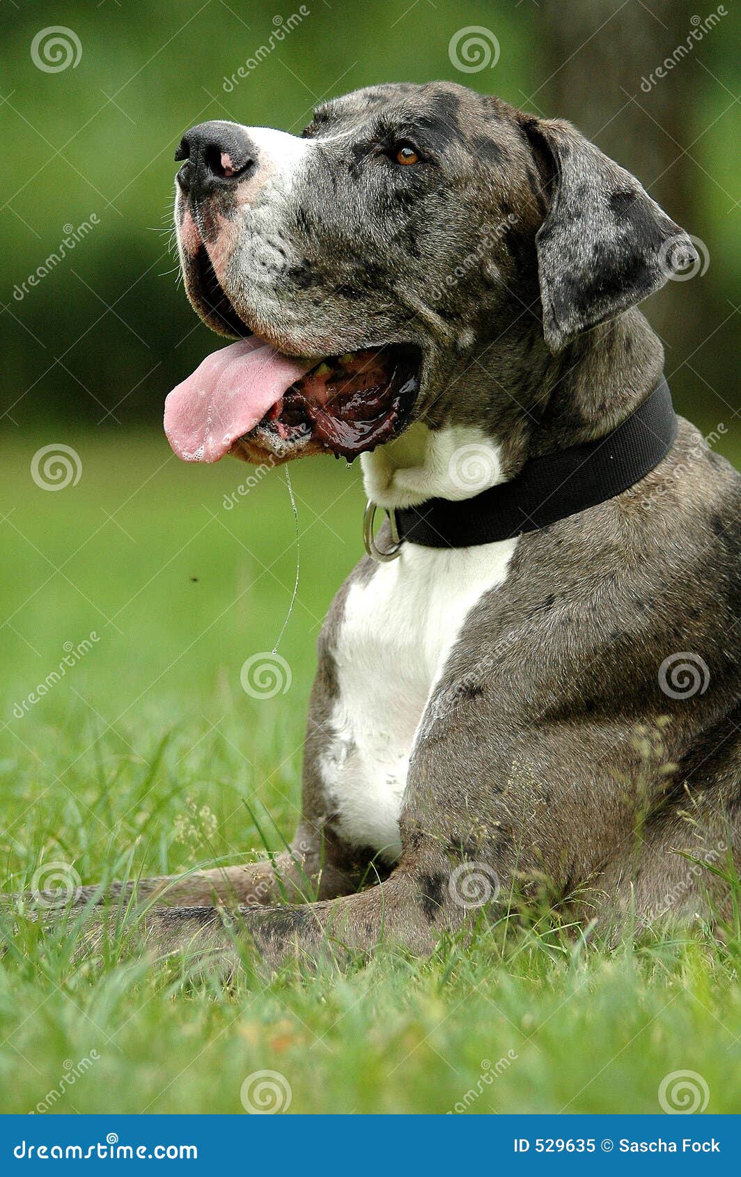 Great Dane stock image. Image of ears, boarhound, face - 529635