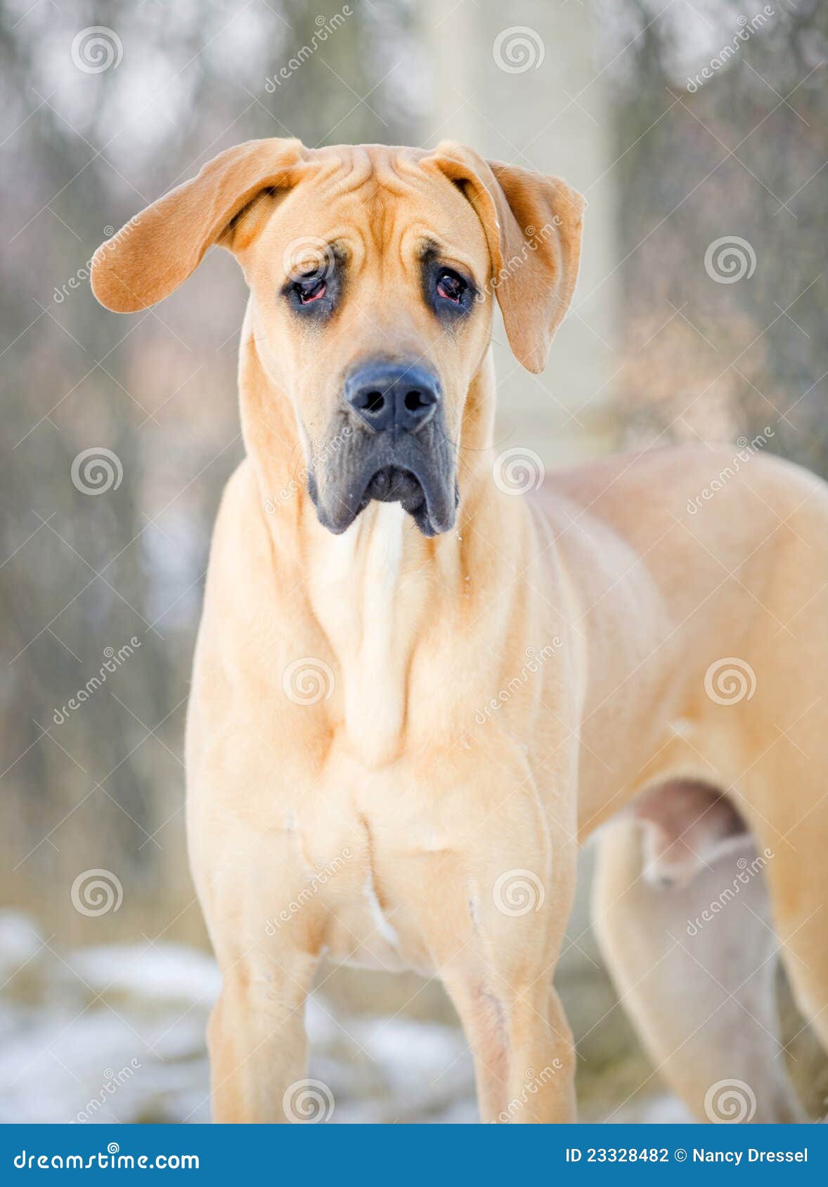 Great Dane, 9 Month Old Male, Brown Colored Stock Photo - Image of ...