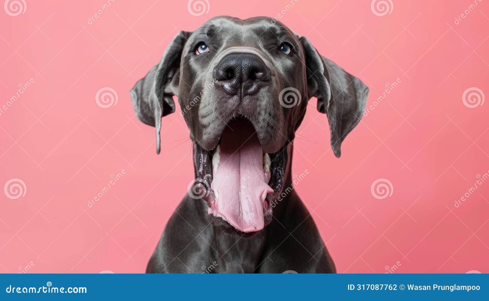 Great Dane, Angry Dog Baring Its Teeth, Studio Lighting Pastel ...