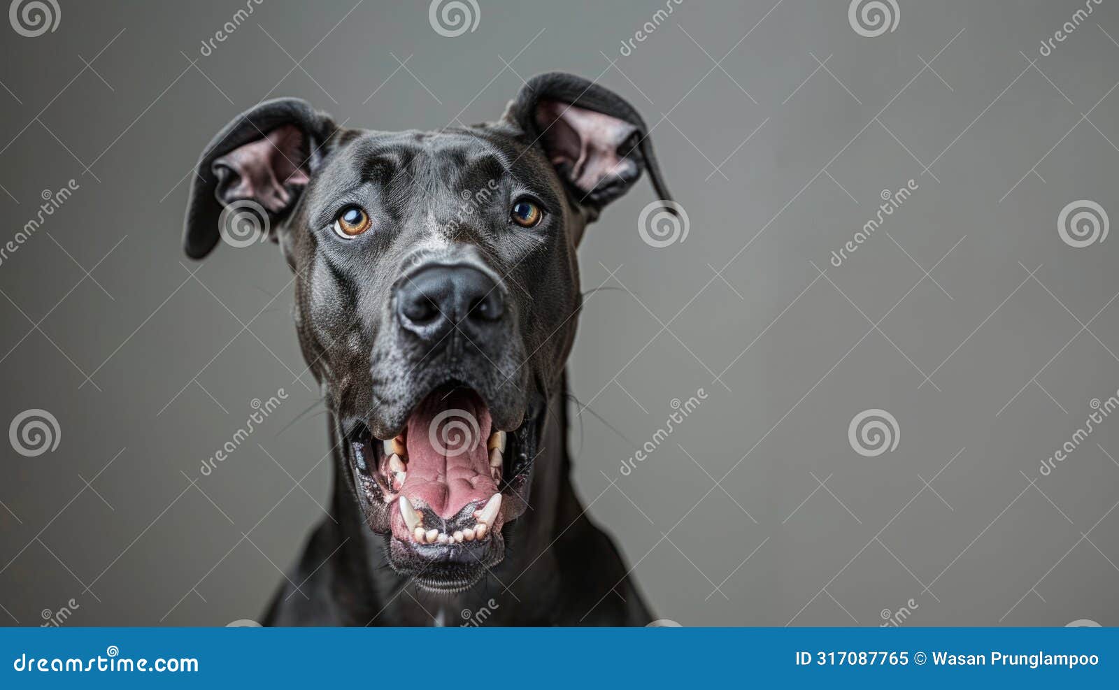 Great Dane, Angry Dog Baring Its Teeth, Studio Lighting Pastel ...