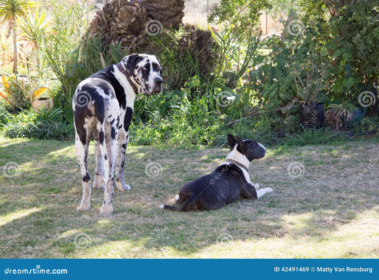 Great Dane and Bull Terrier Stock Image - Image of green, white: 42491469