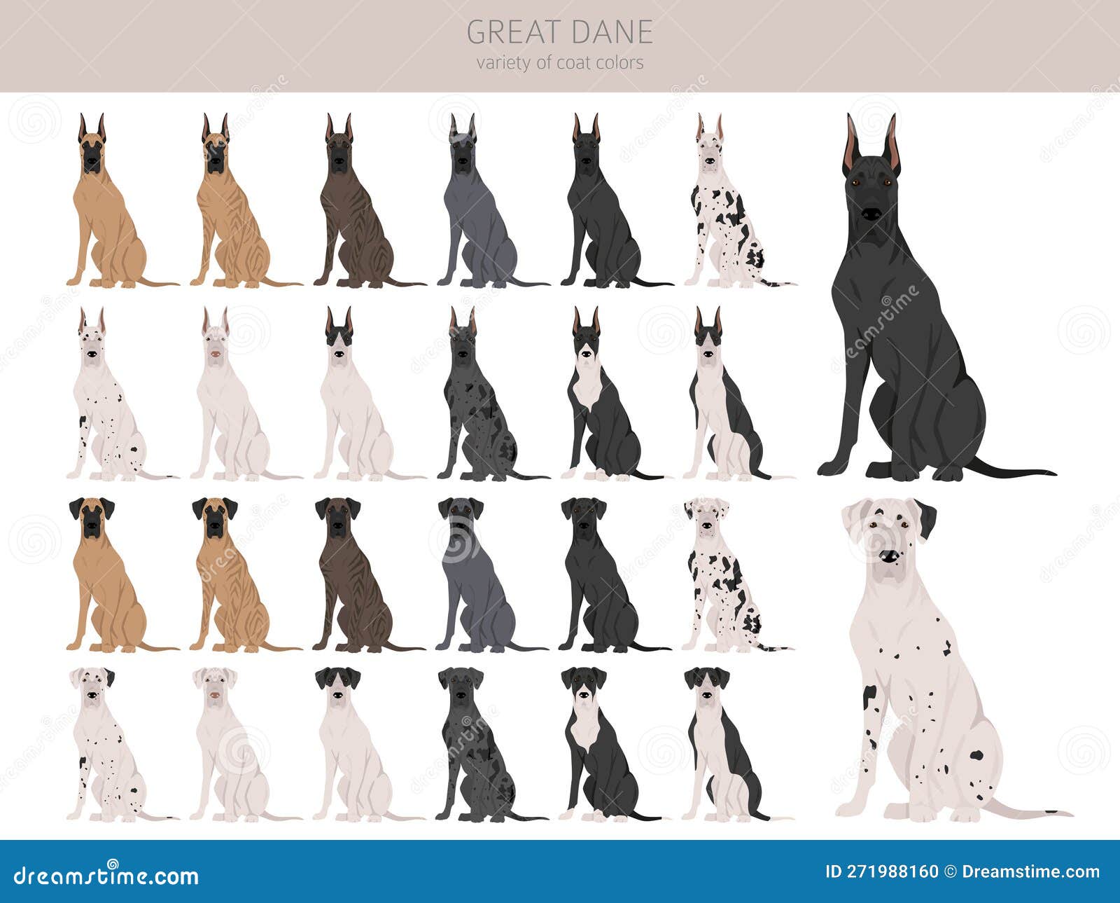 Great Dane Clipart. Different Poses, Coat Colors Set Stock Vector ...