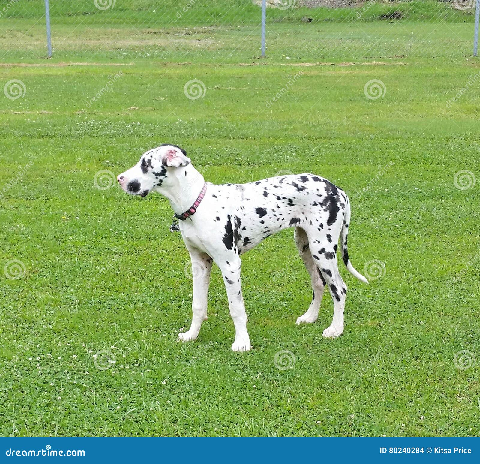 Great dane stock photo. Image of dane, park, great - 80240284