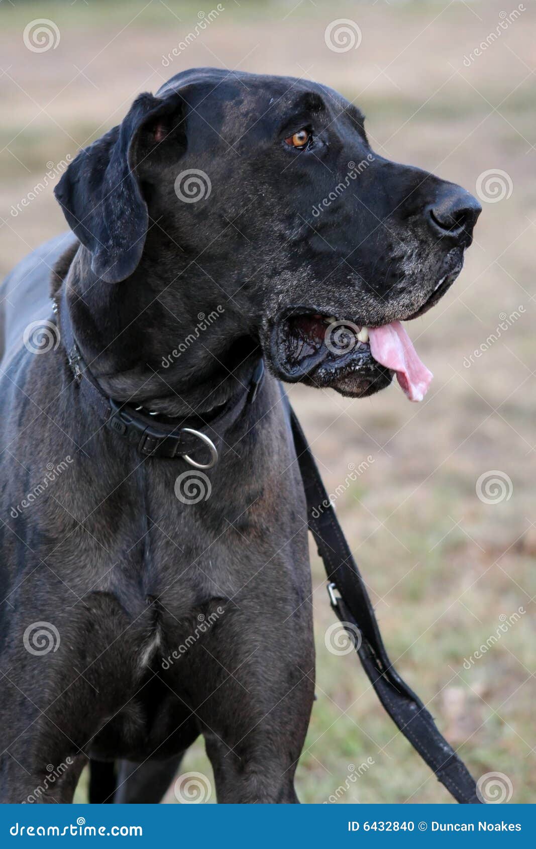 Great Dane Dog stock photo. Image of mammal, portrait - 6432840