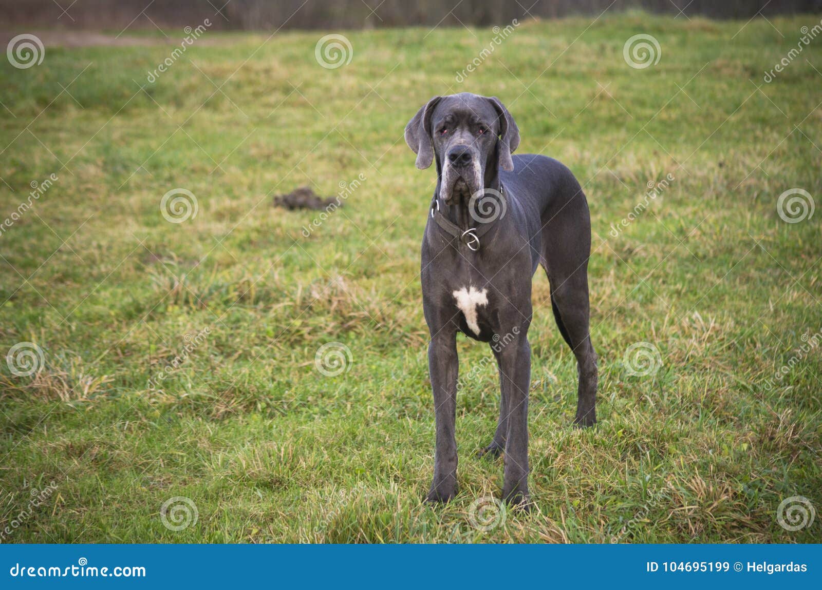 Blue Great Dane dog stock image. Image of dane, happy - 104695199