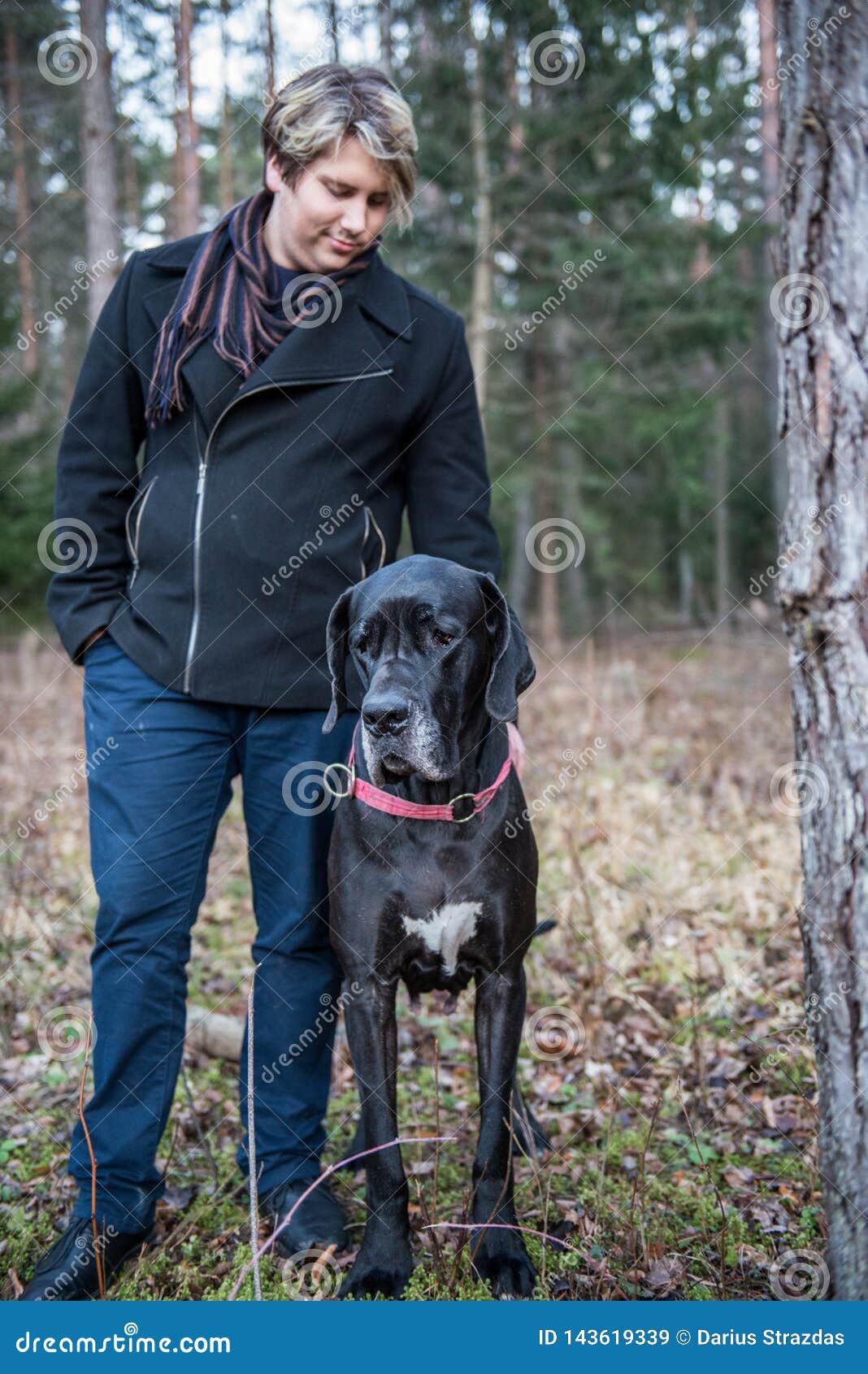 Great Dane dog and man stock image. Image of great, dane - 143619339