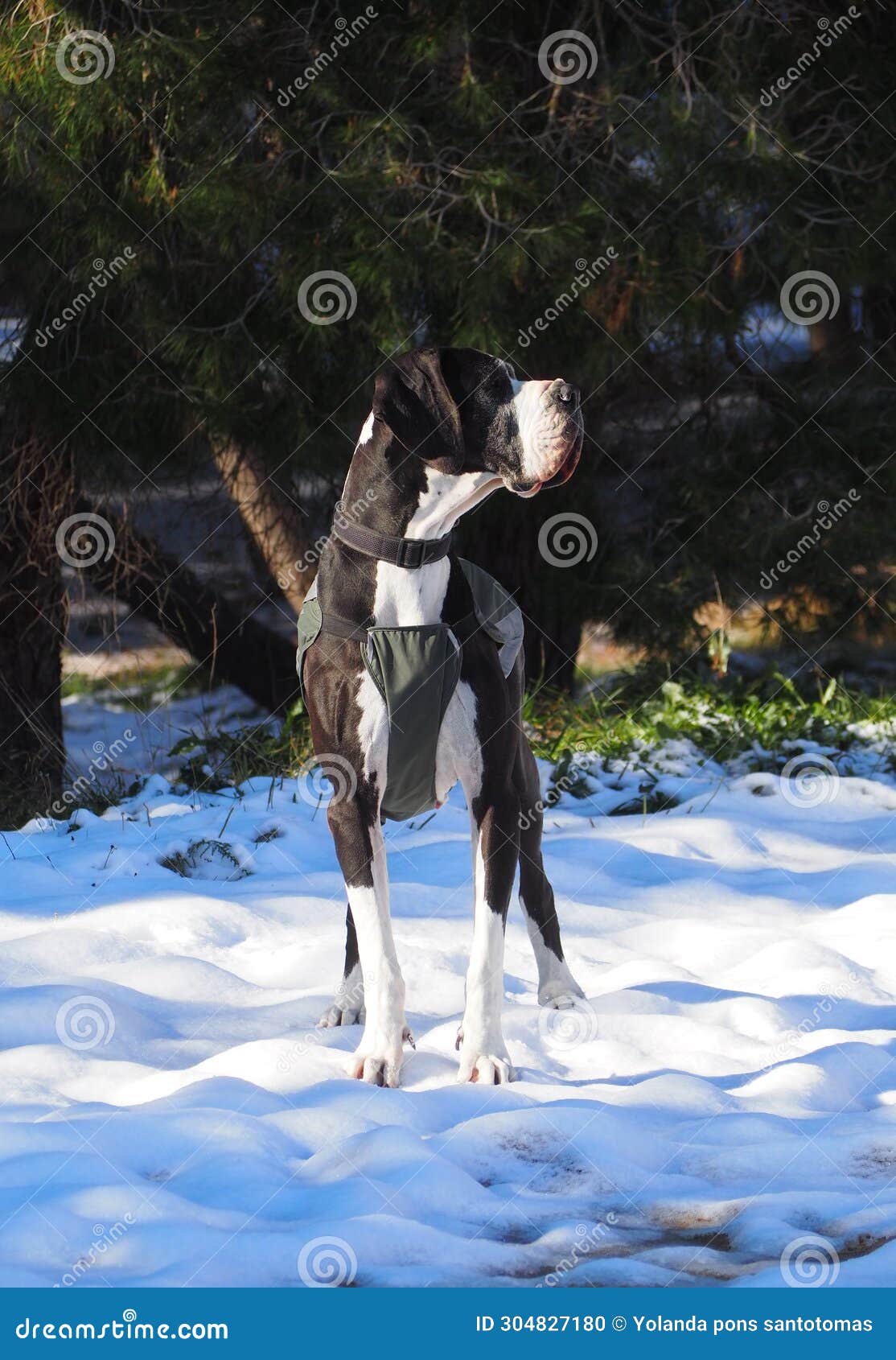 Great Dane Enjoying the Snow Stock Photo - Image of puppy, mammal ...
