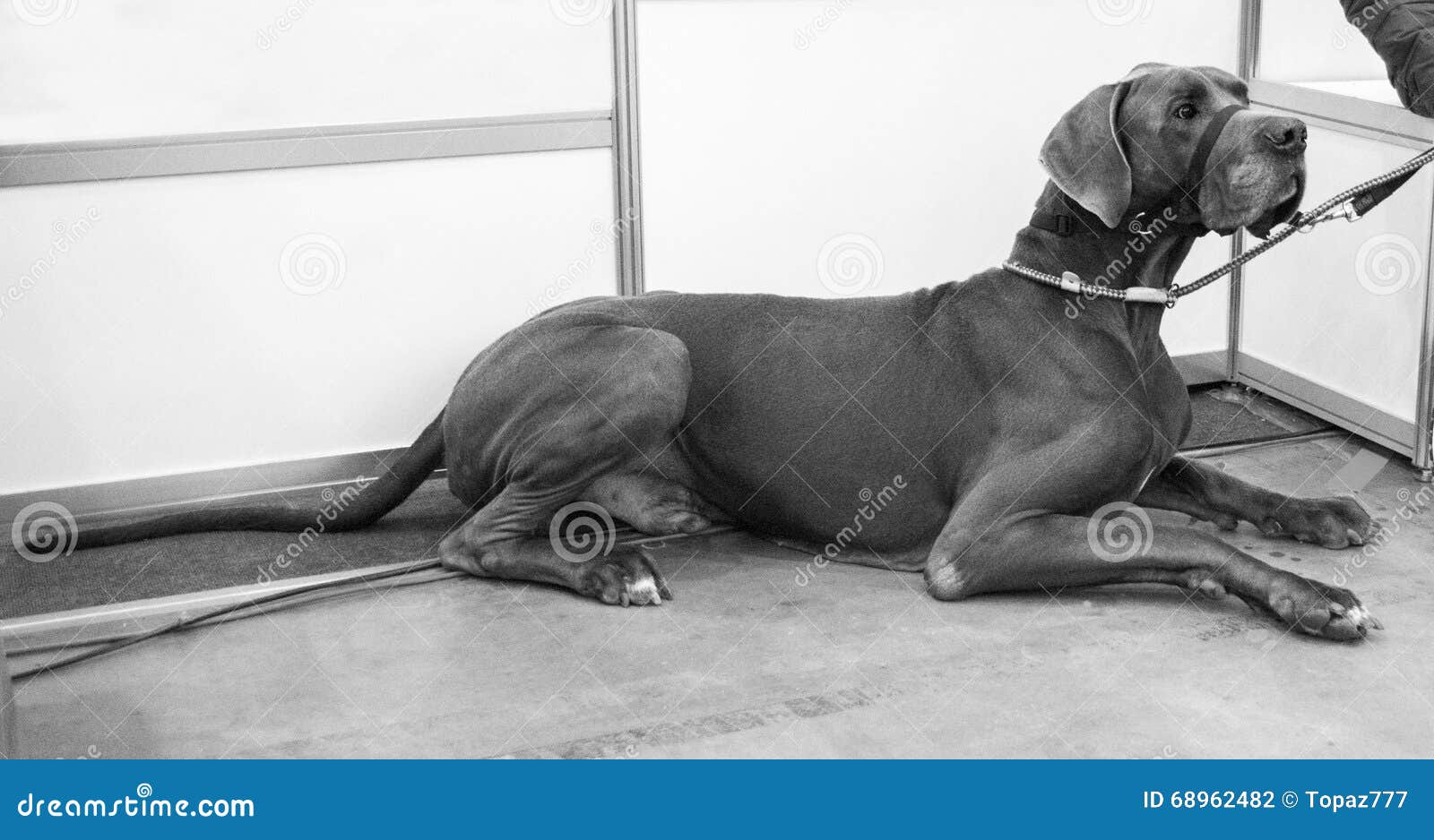 Great Dane stock photo. Image of canine, profile, pedigreed - 68962482