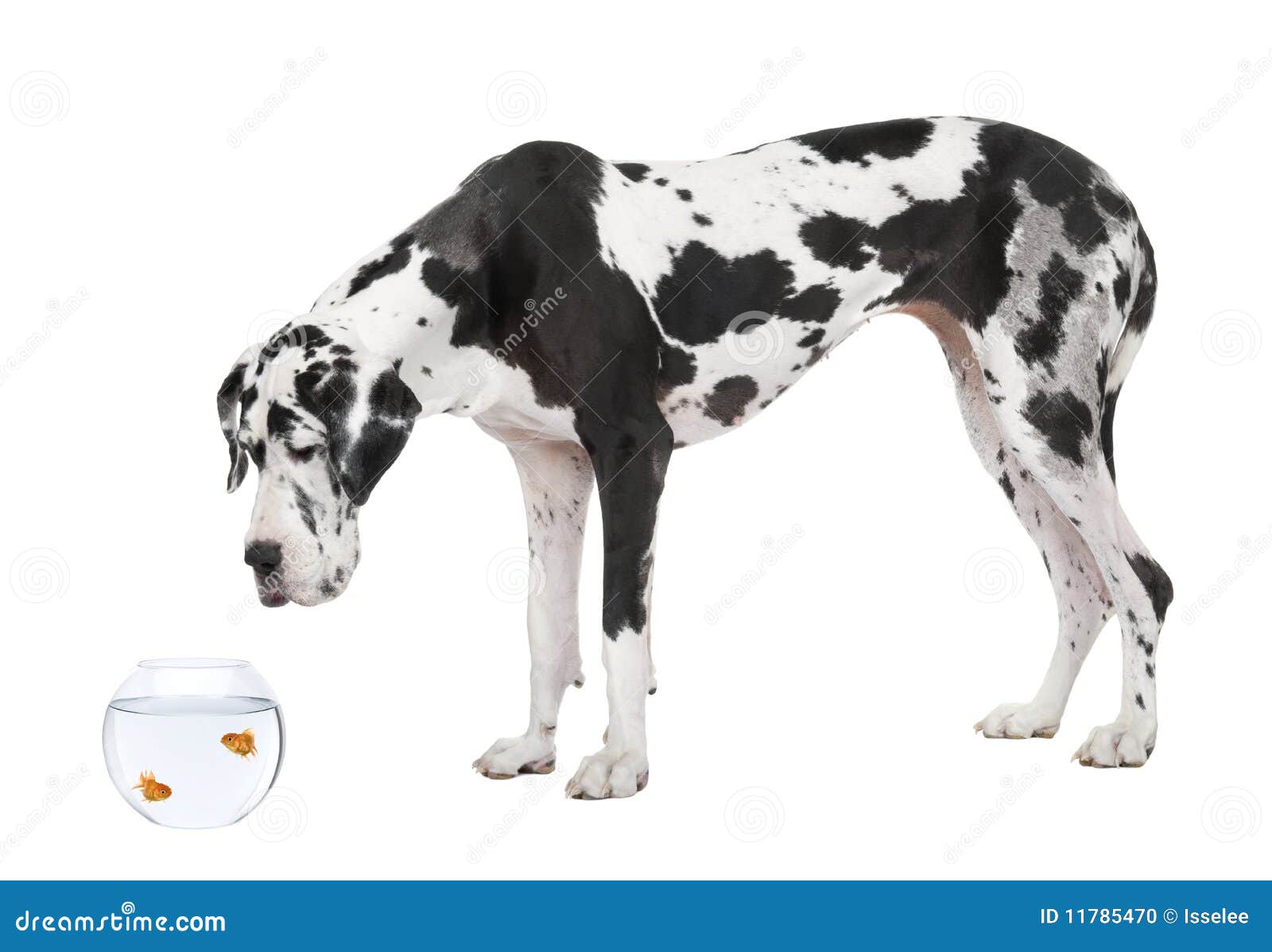 135 Spotted Goldfish Aquarium Stock Photos - Free & Royalty-Free Stock ...