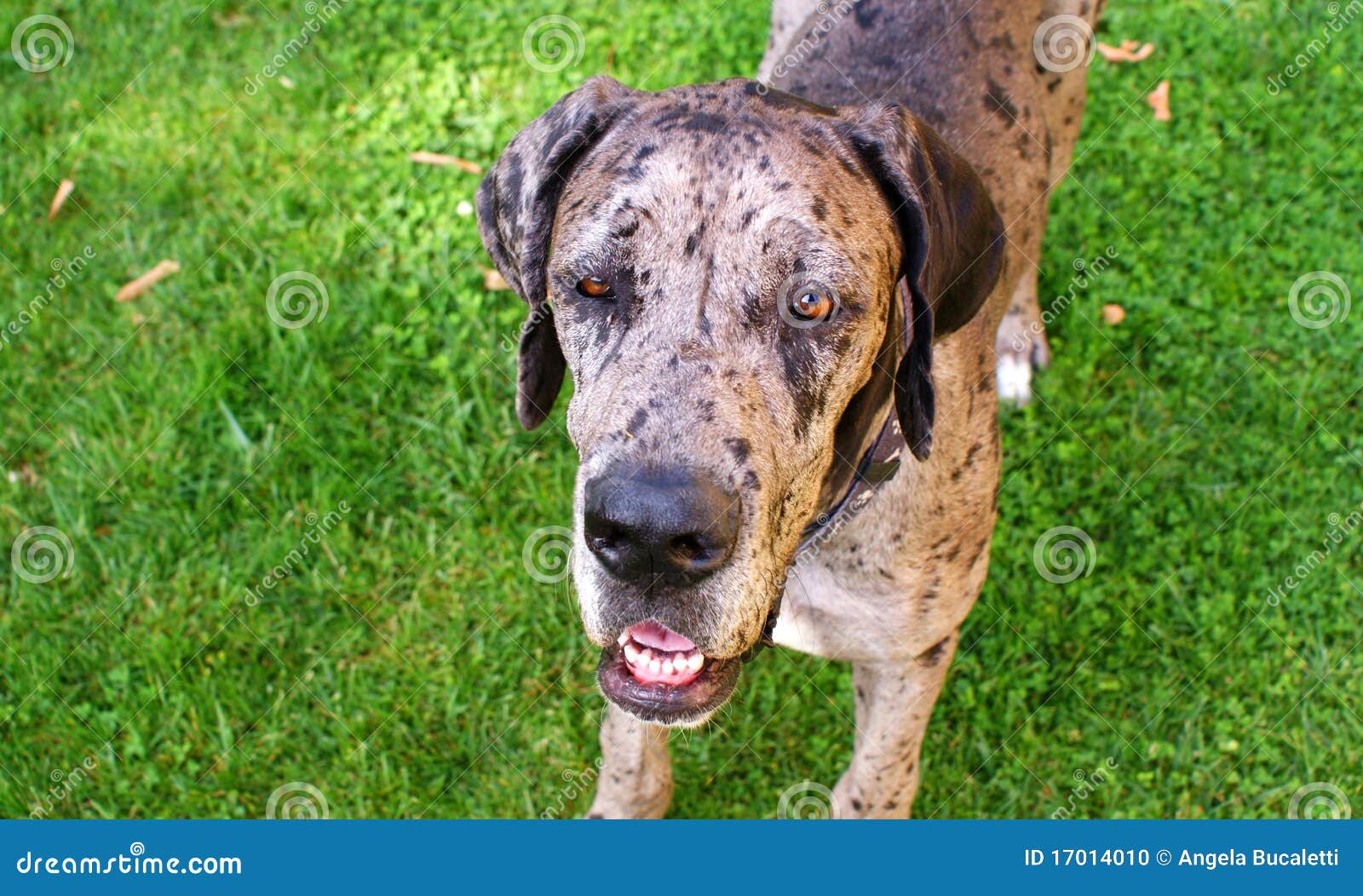 Great dane merle stock photo. Image of balanced, dane - 17014010